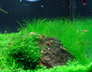 НАНО: Растения - AQUAFANAT - форум аквариумистов